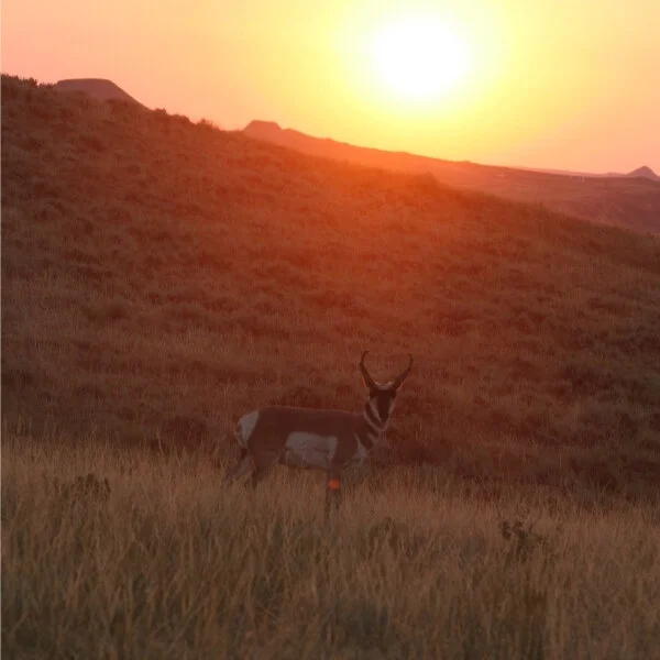 Daly Ranch Outfitters - About Our Ranch — Daly Ranch Outfitters