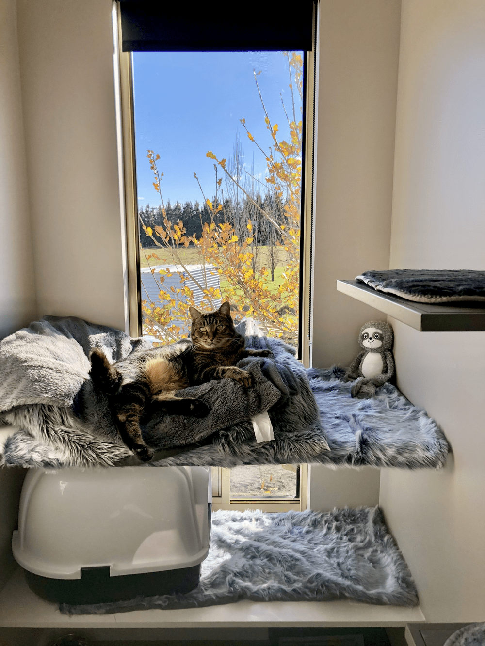 Luxury Cat Boarding | Launceston | Pets Now Boarding