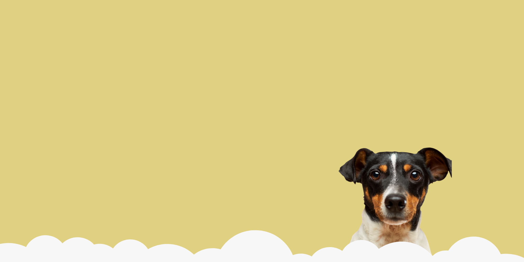 Dog Boarding | Launceston | Pets Now Boarding