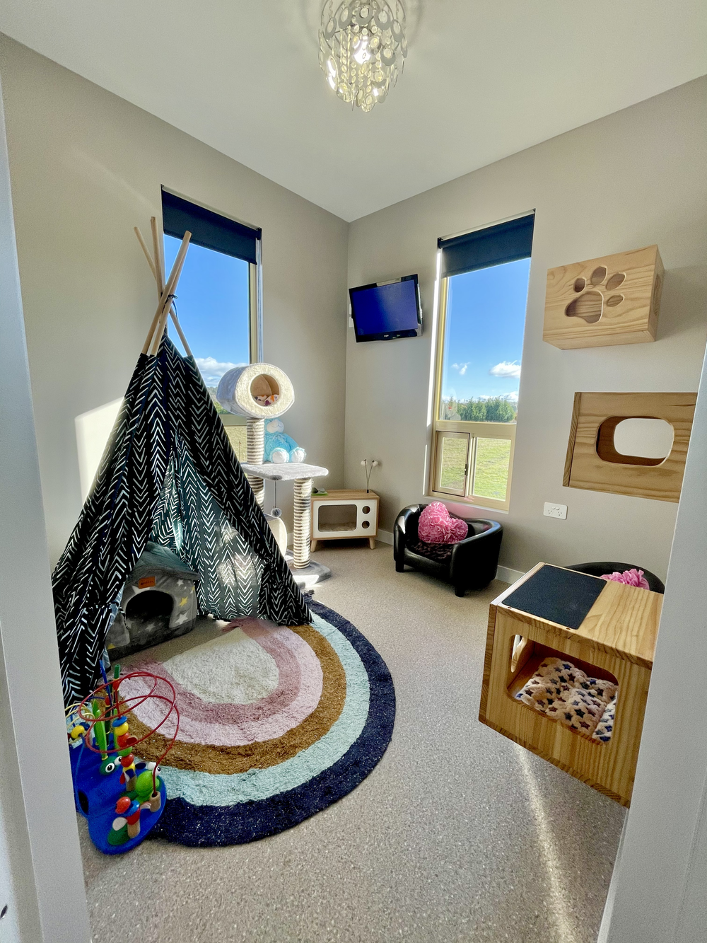 Luxury Cat Boarding | Launceston | Pets Now Boarding