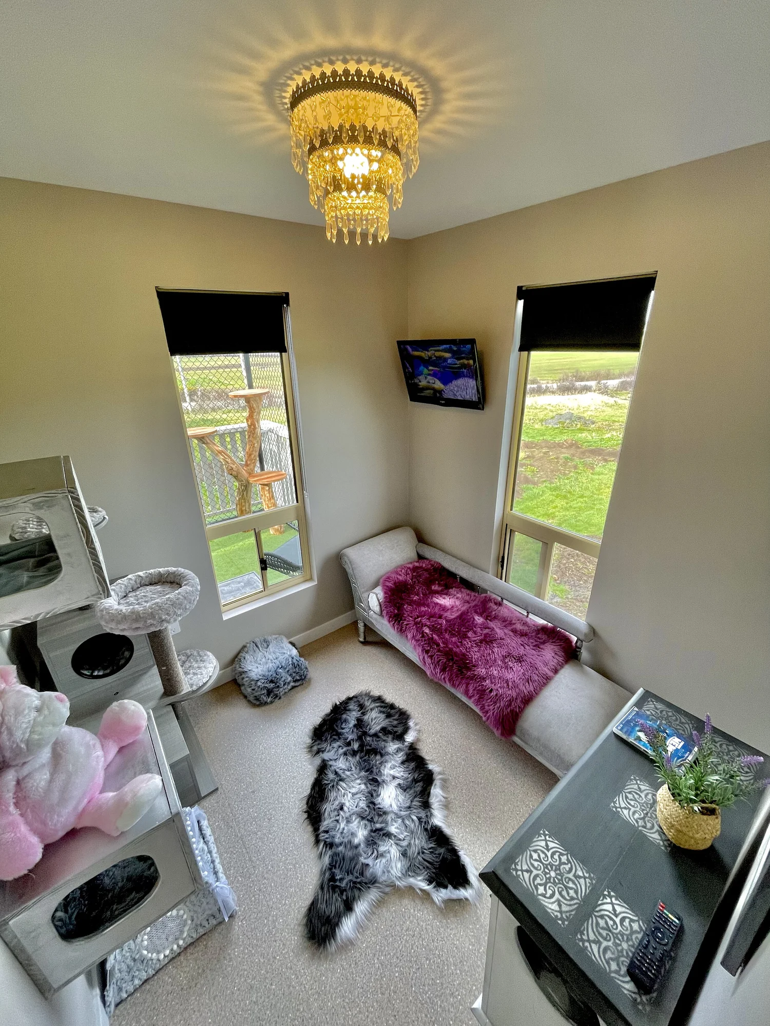Luxury Cat Boarding | Launceston | Pets Now Boarding