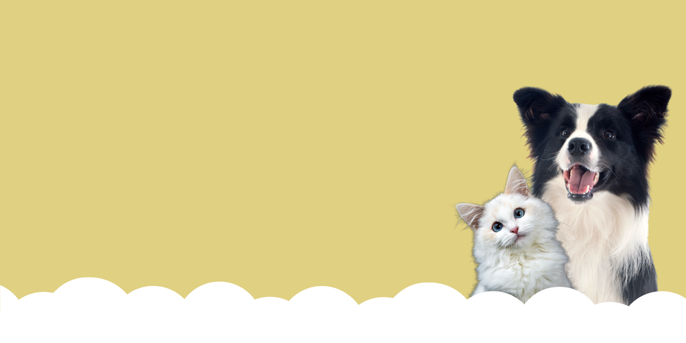 Pets Now Boarding | Pet Boarding and Grooming Launceston