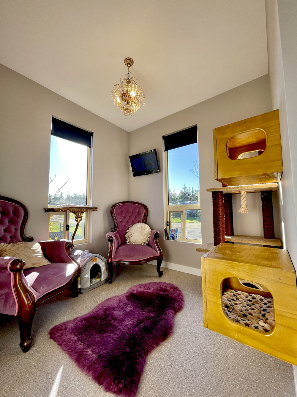 Luxury Cat Boarding | Launceston | Pets Now Boarding