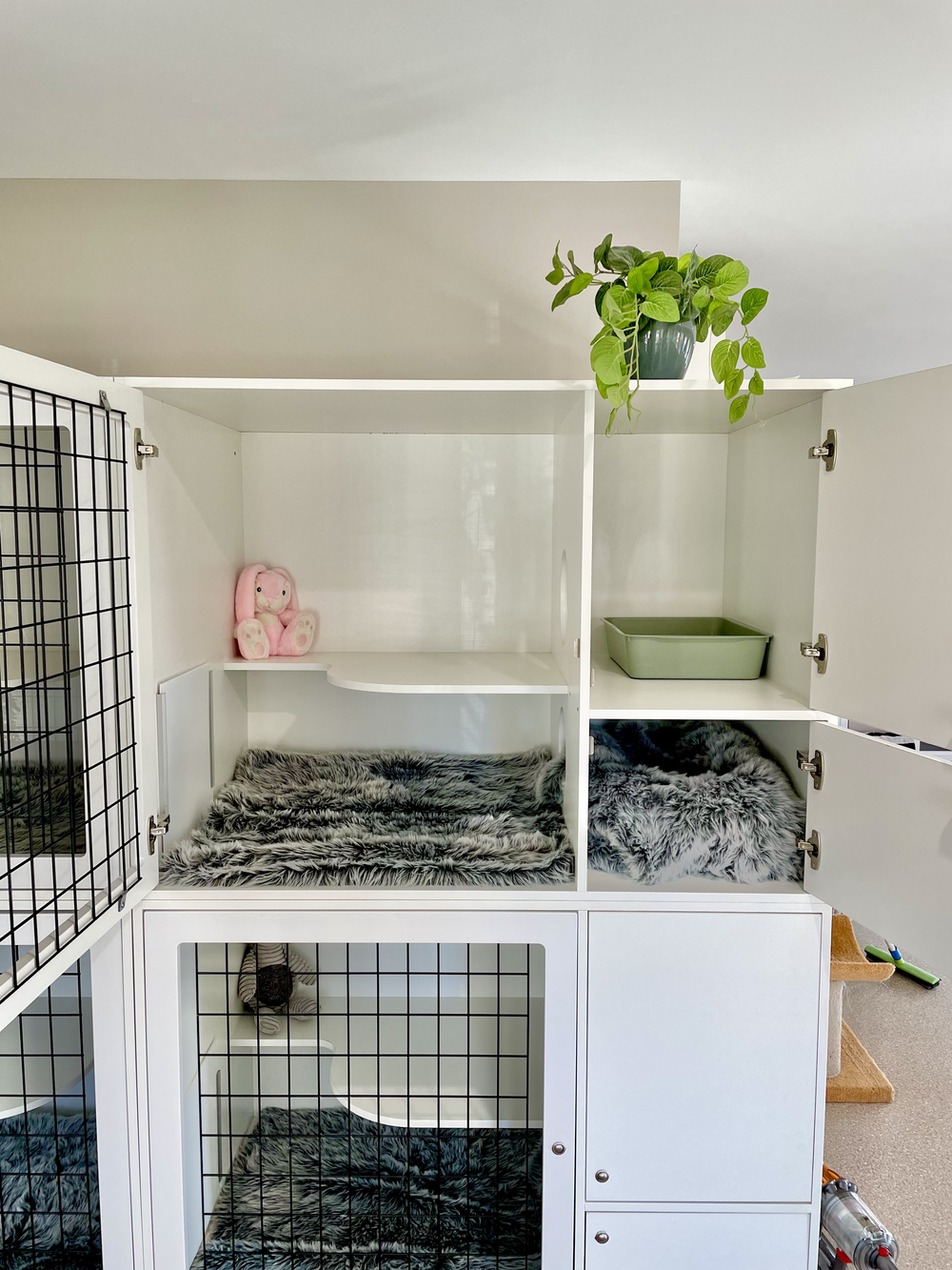 Luxury Cat Boarding | Launceston | Pets Now Boarding