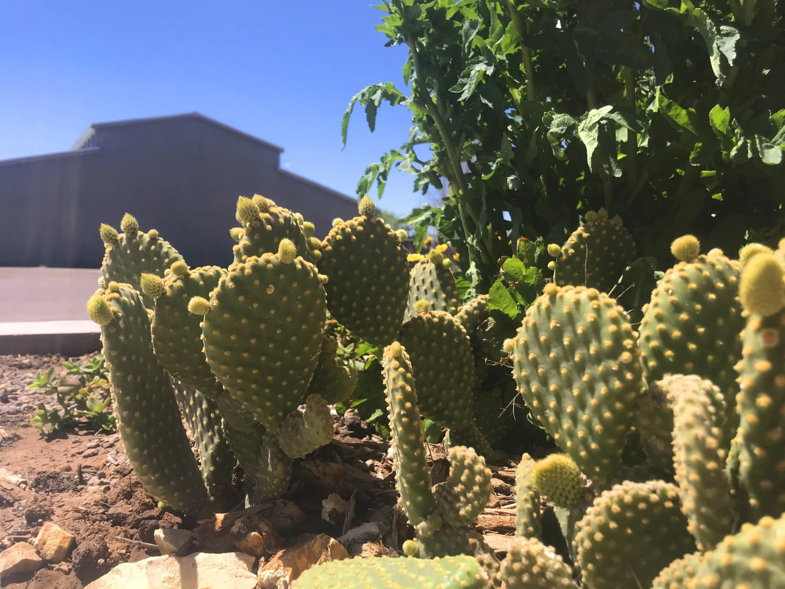 CACTUS LIQUORS