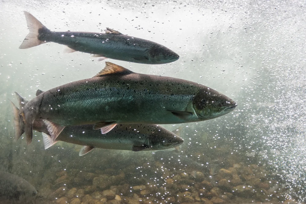 The Missing Salmon Alliance