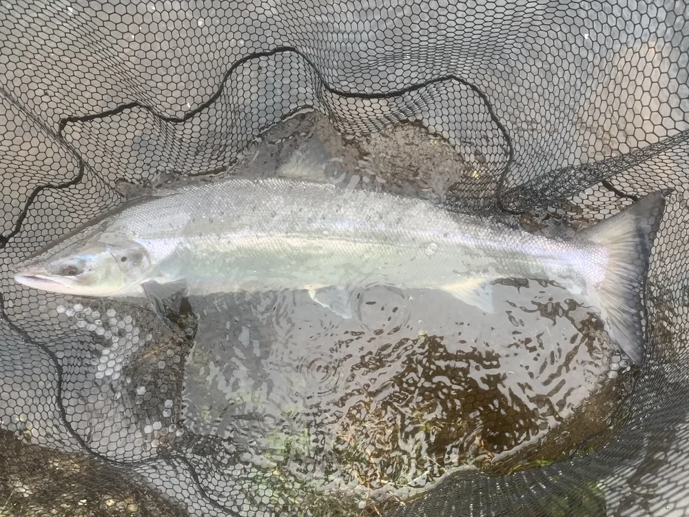 Fish Handling and Best Practice — The Missing Salmon Alliance