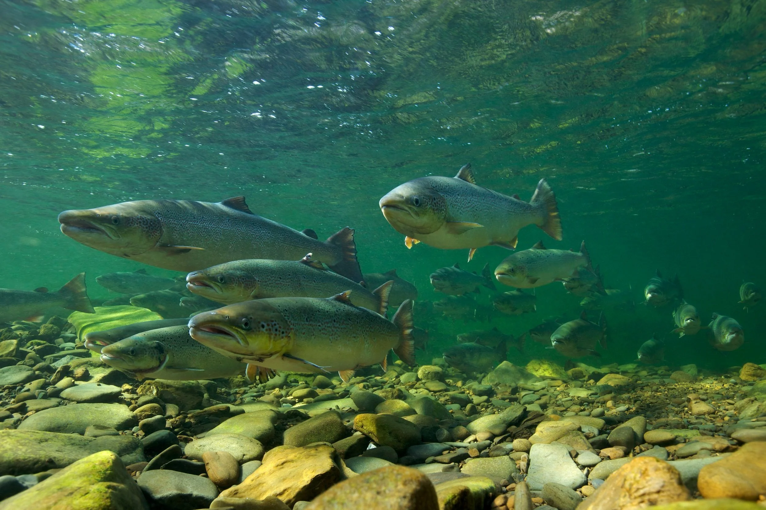 The Missing Salmon Alliance