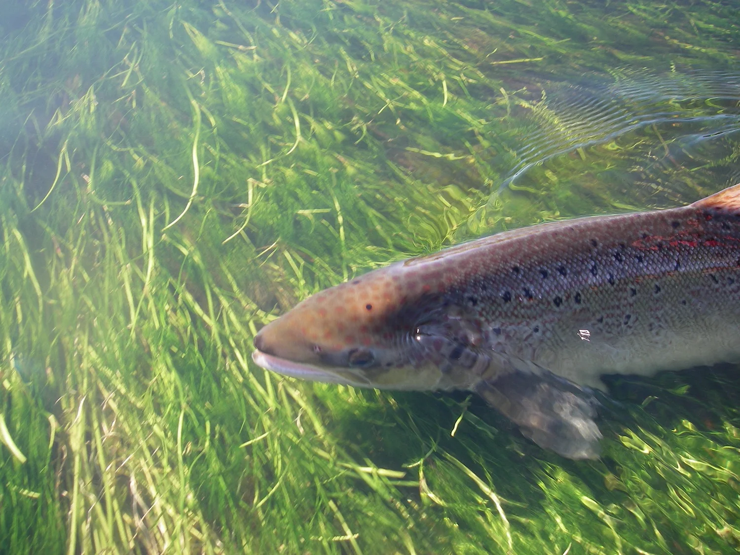 Salmonid conservation – the Need for Marine and Freshwater Approaches ...