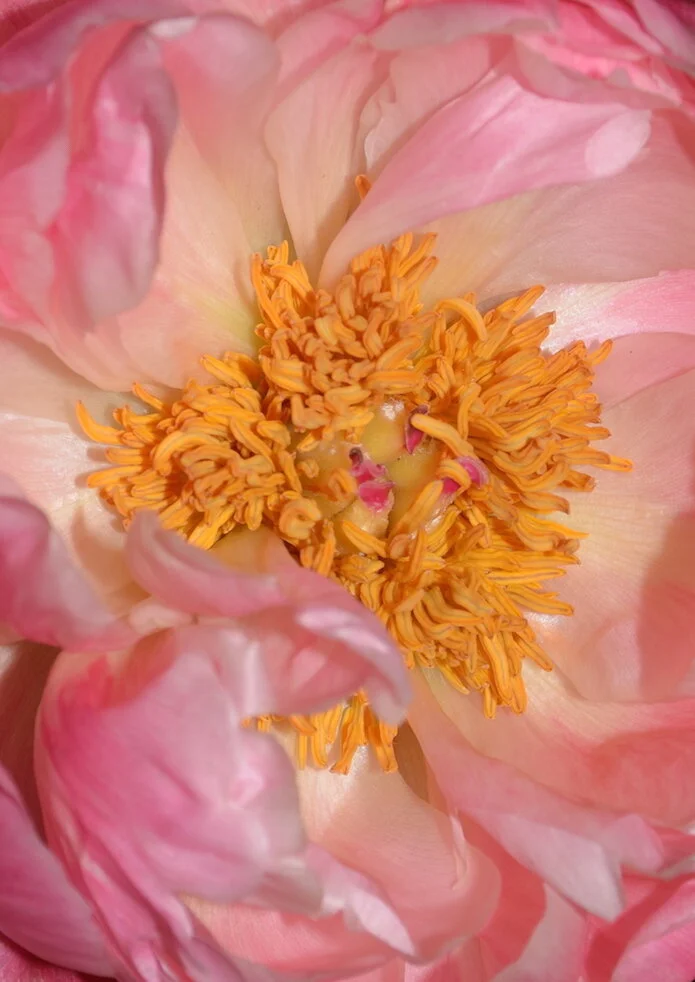 “Decomposition of Photography by Soil” by Kurumi Ono — ARCTRIBE MAG.