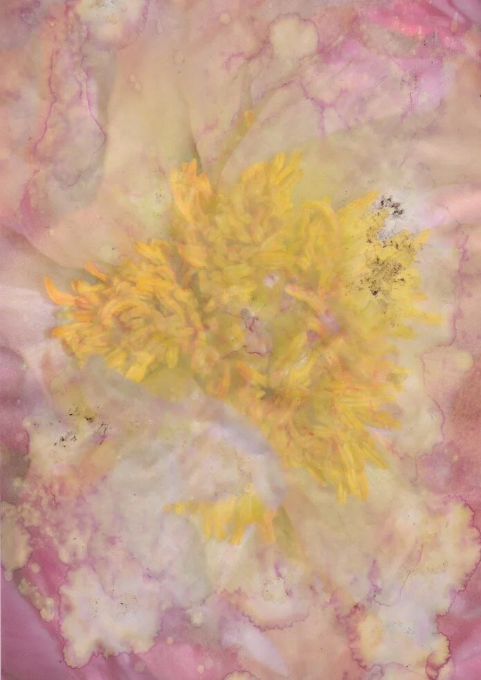 “Decomposition of Photography by Soil” by Kurumi Ono — ARCTRIBE MAG.