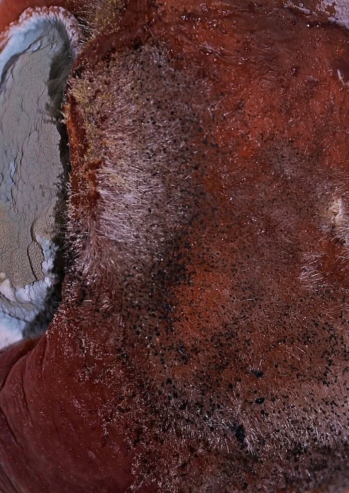 “Decomposition of Photography by Soil” by Kurumi Ono — ARCTRIBE MAG.