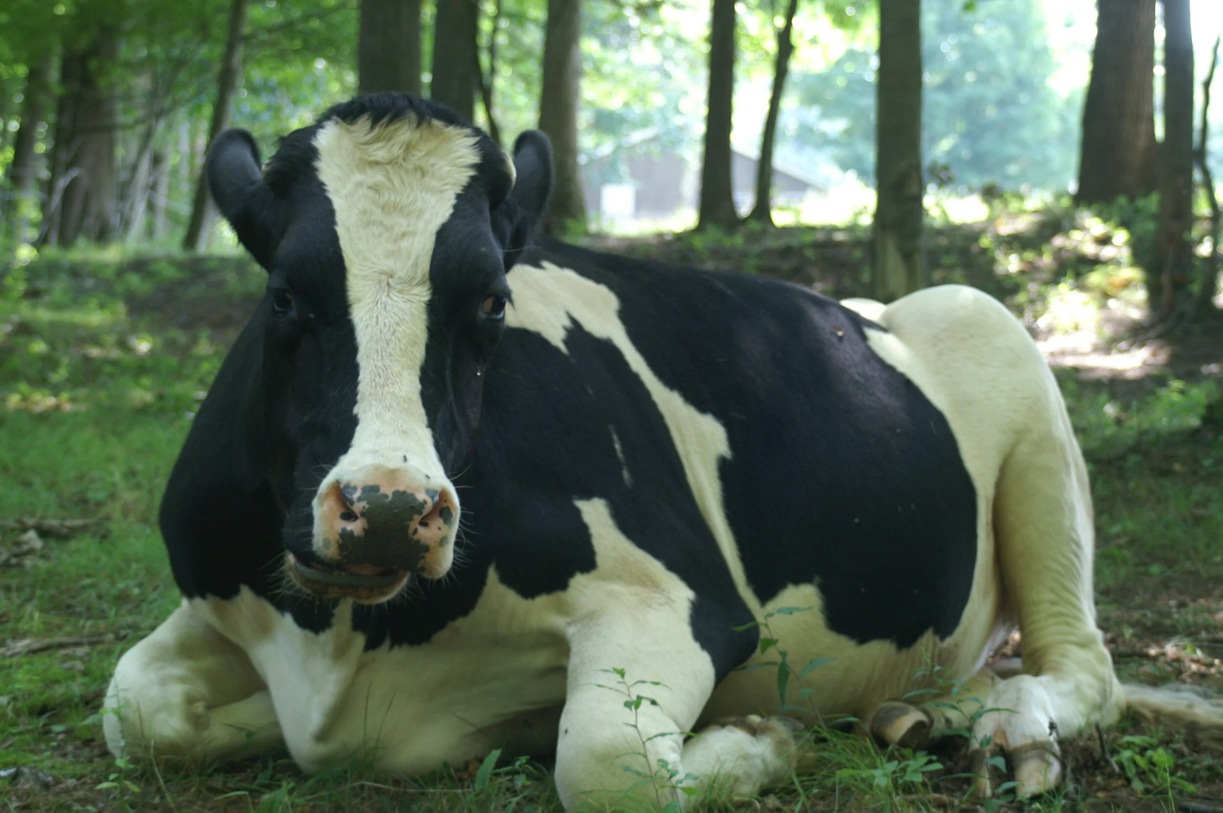 Woody | Woodstock Farm Sanctuary