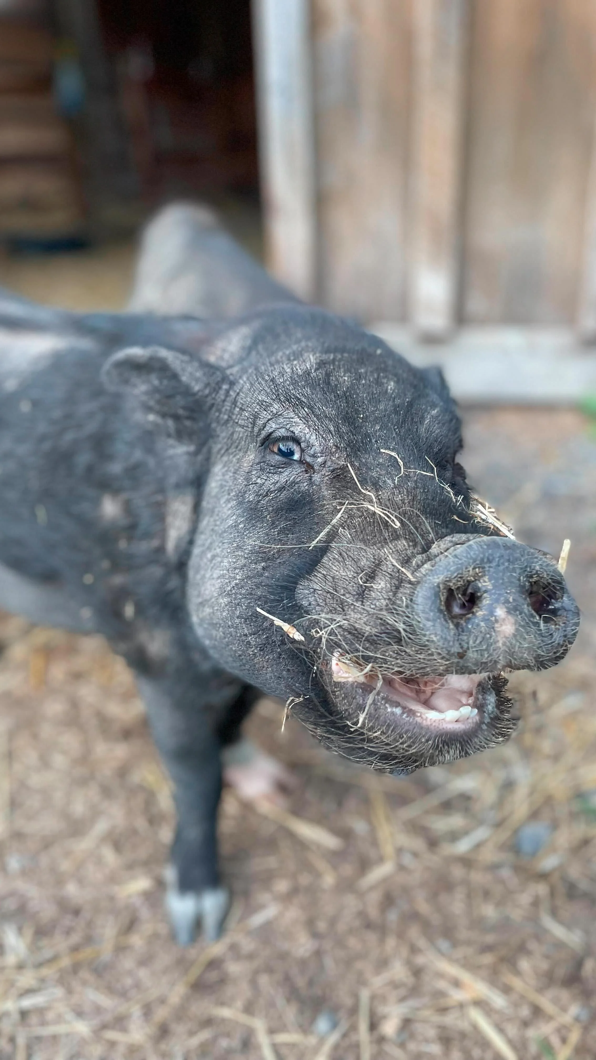The Gray Barn | Woodstock Farm Sanctuary