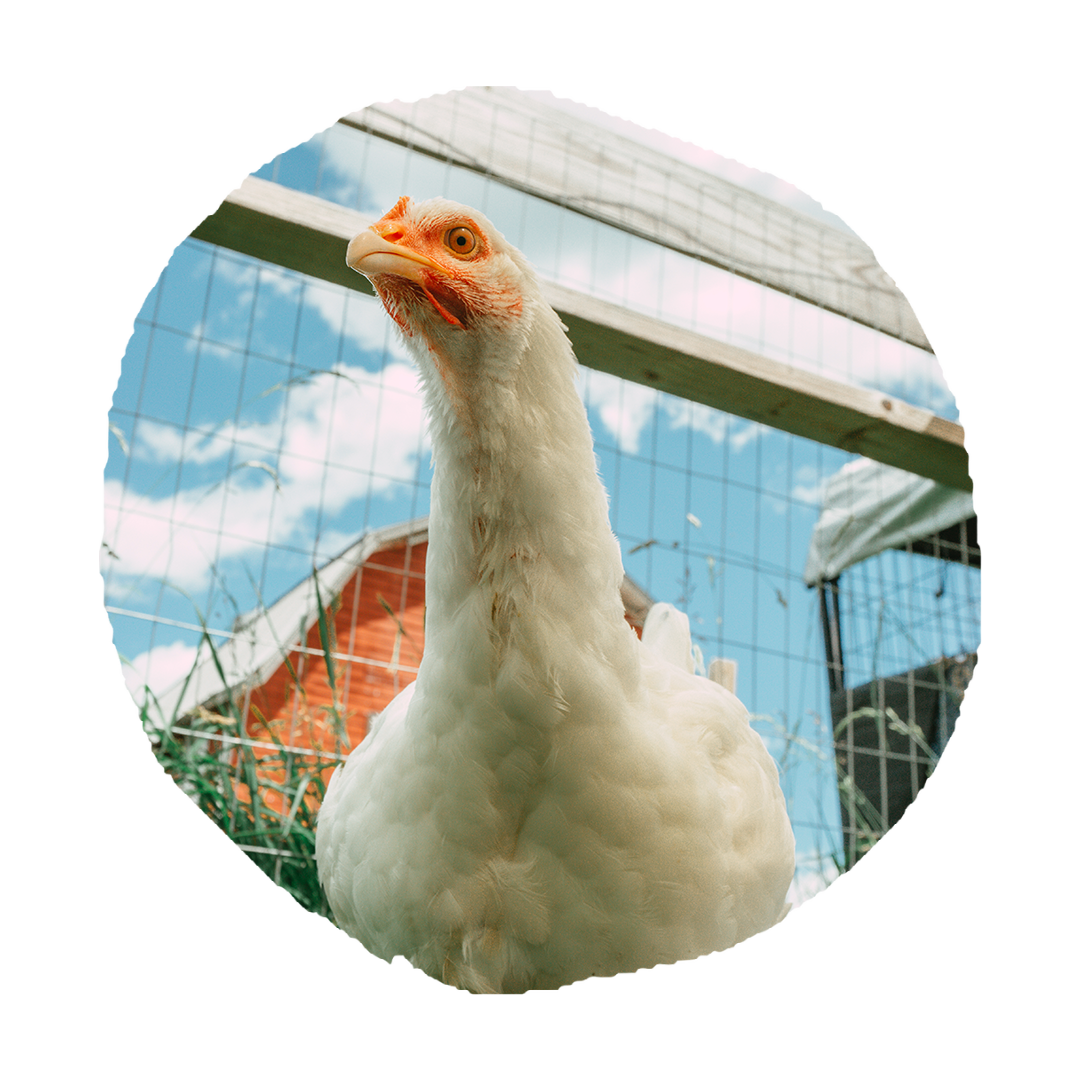 Meet the Animals | Woodstock Farm Sanctuary