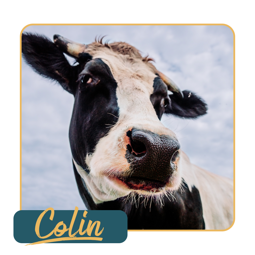 Cows | Woodstock Farm Sanctuary