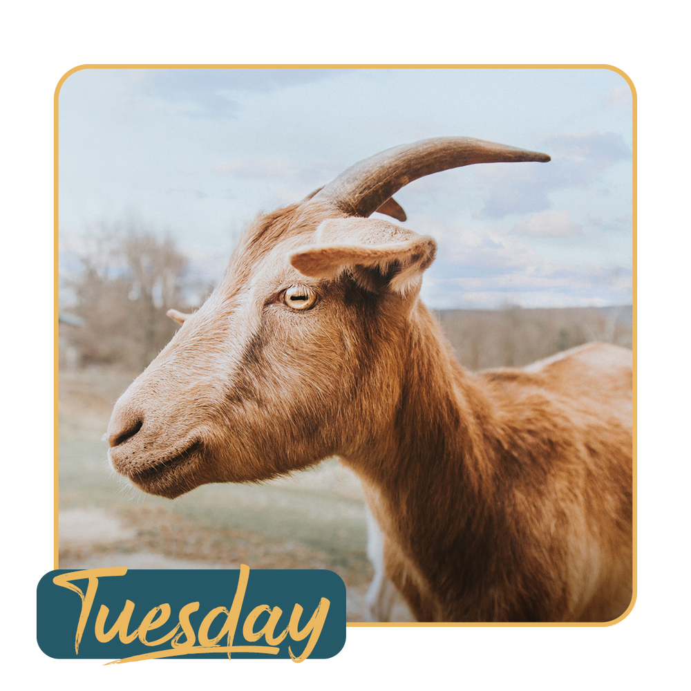 Goats | Woodstock Farm Sanctuary