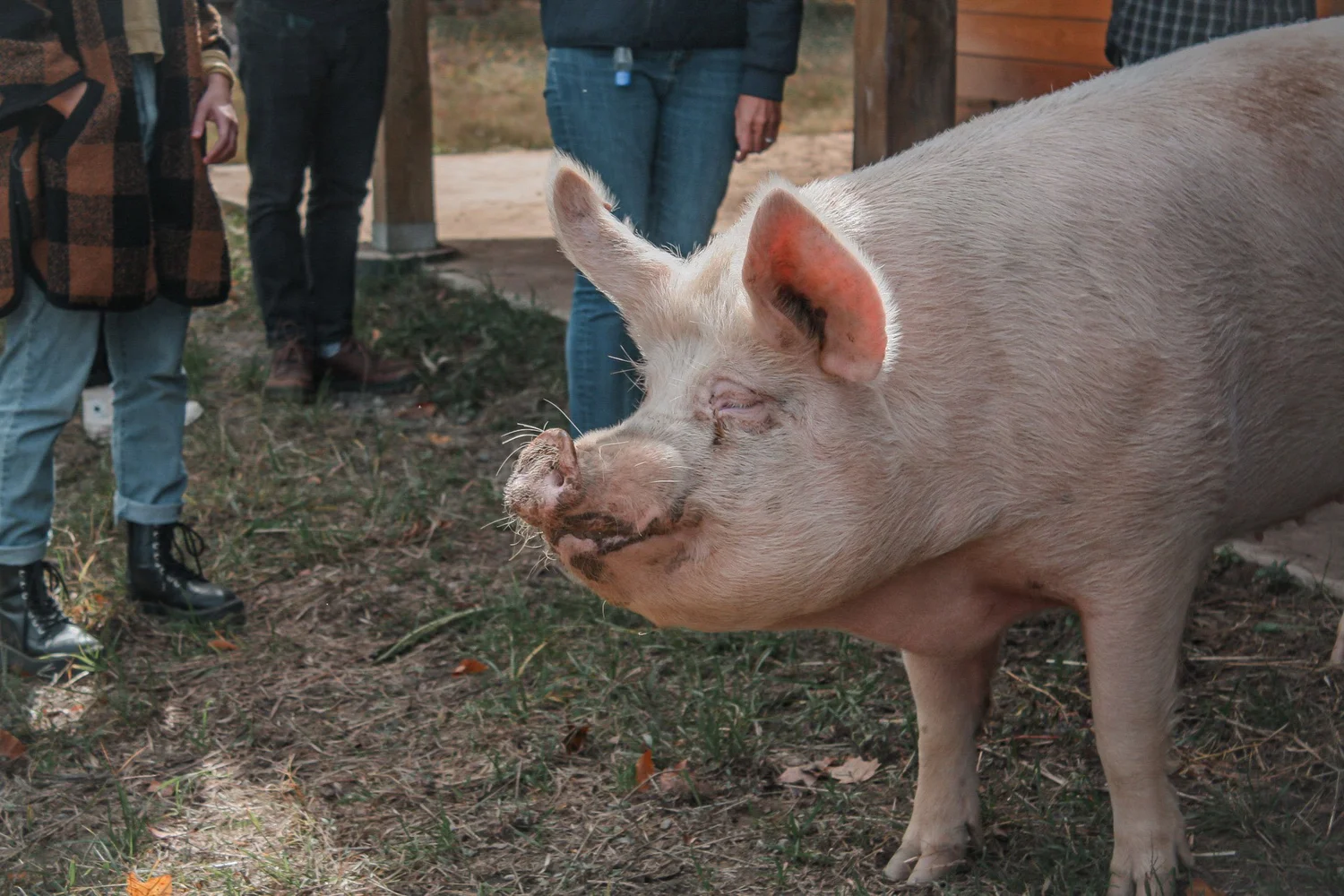 Remembering Olive the Pig | Woodstock Farm Sanctuary