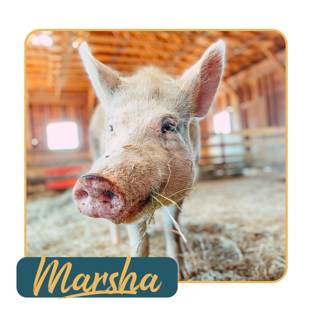 Pigs | Woodstock Farm Sanctuary