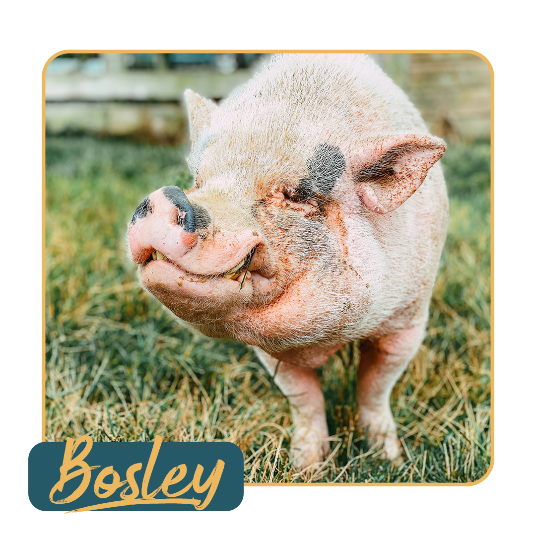 Pigs | Woodstock Farm Sanctuary
