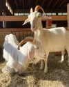Remembering Albie the Goat | Woodstock Farm Sanctuary