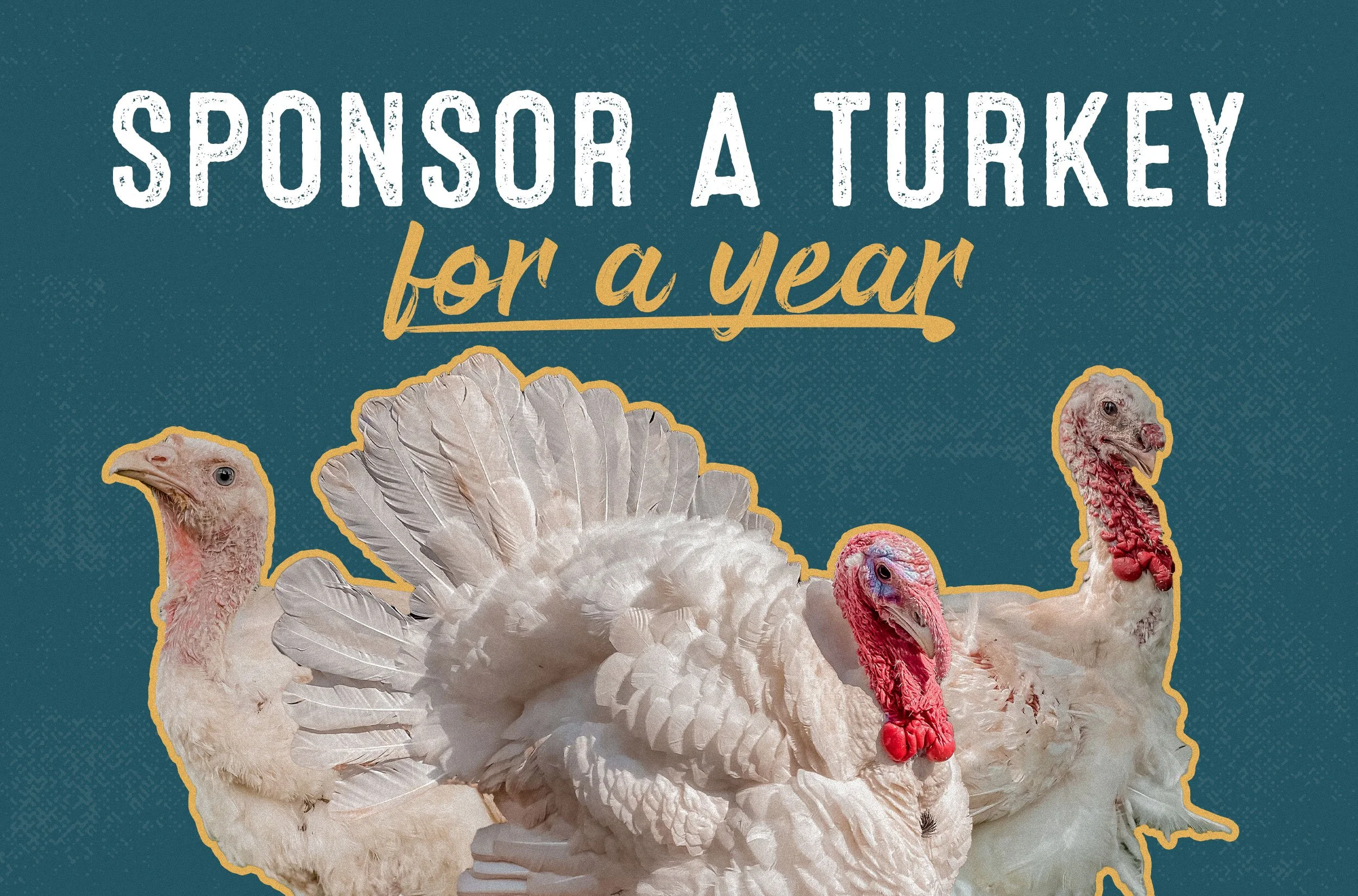 One Year Turkey Sponsorship | Woodstock Farm Sanctuary