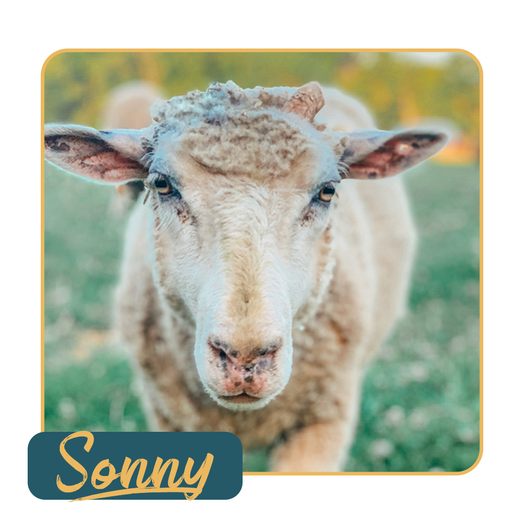 Sheep | Woodstock Farm Sanctuary