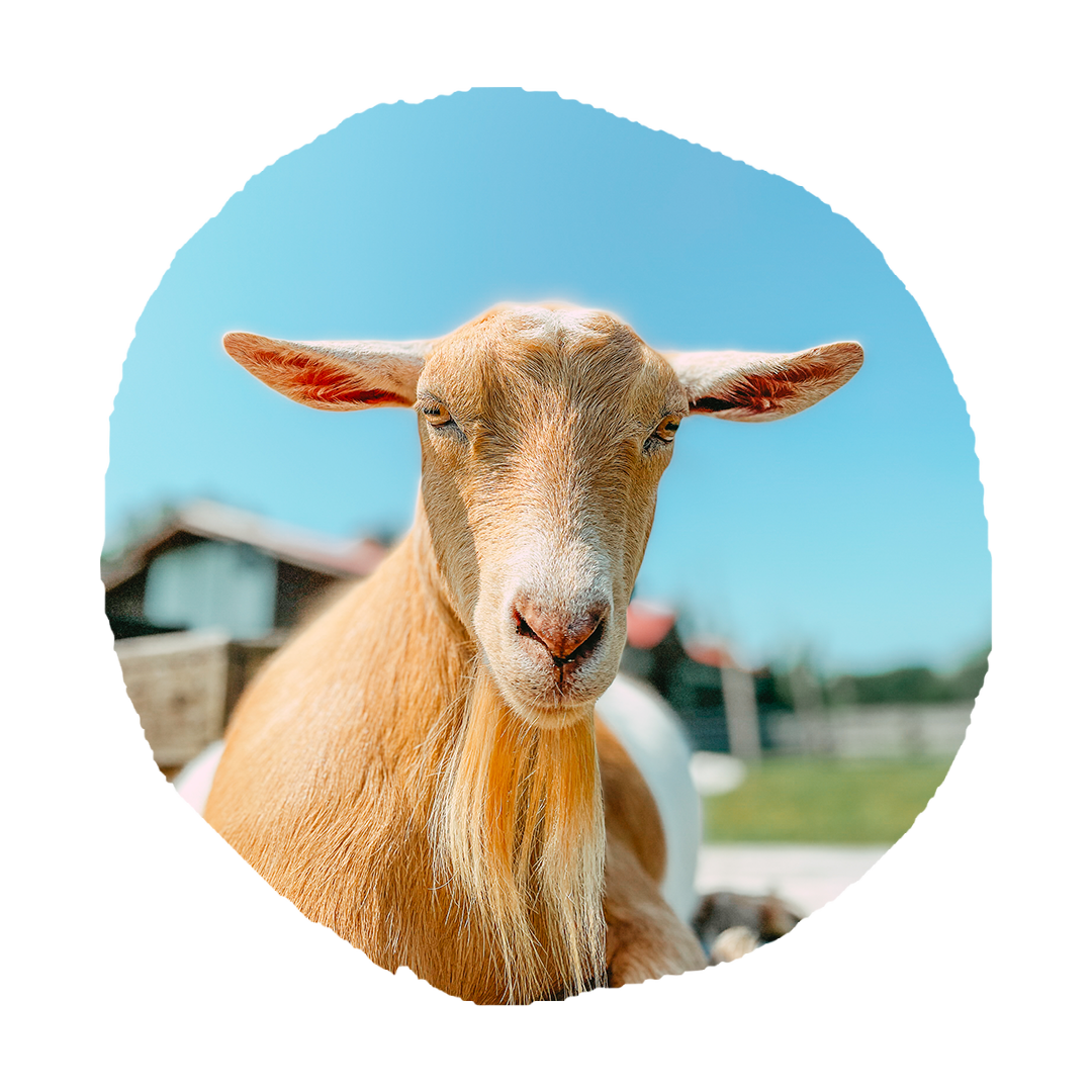 Home | Woodstock Farm Sanctuary