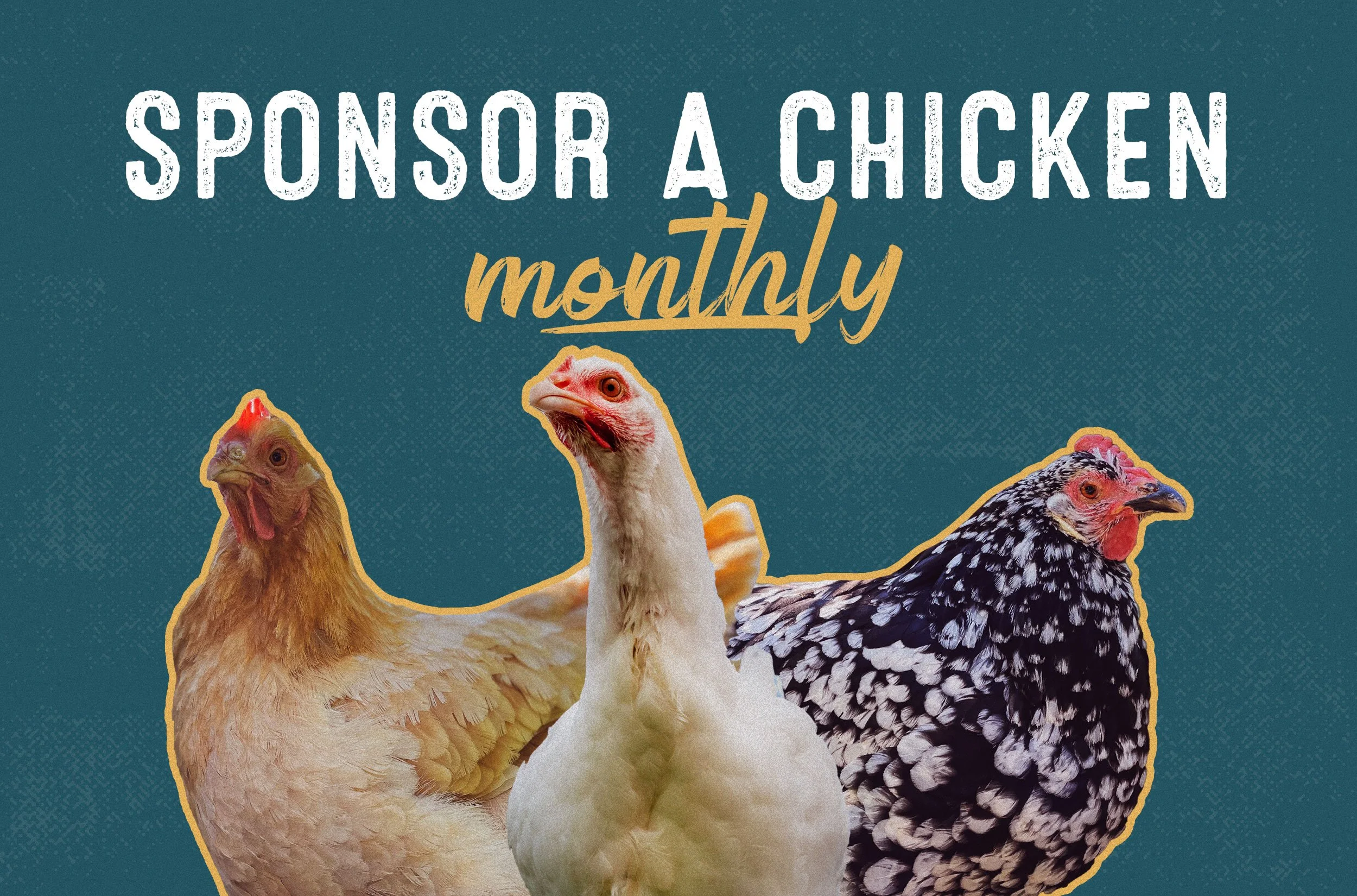 Monthly Chicken Sponsorship | Woodstock Farm Sanctuary
