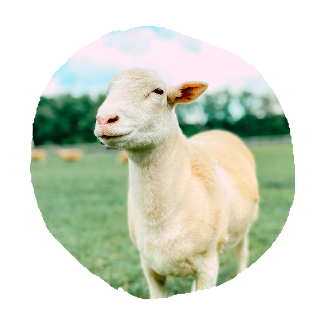 Meet the Animals | Woodstock Farm Sanctuary