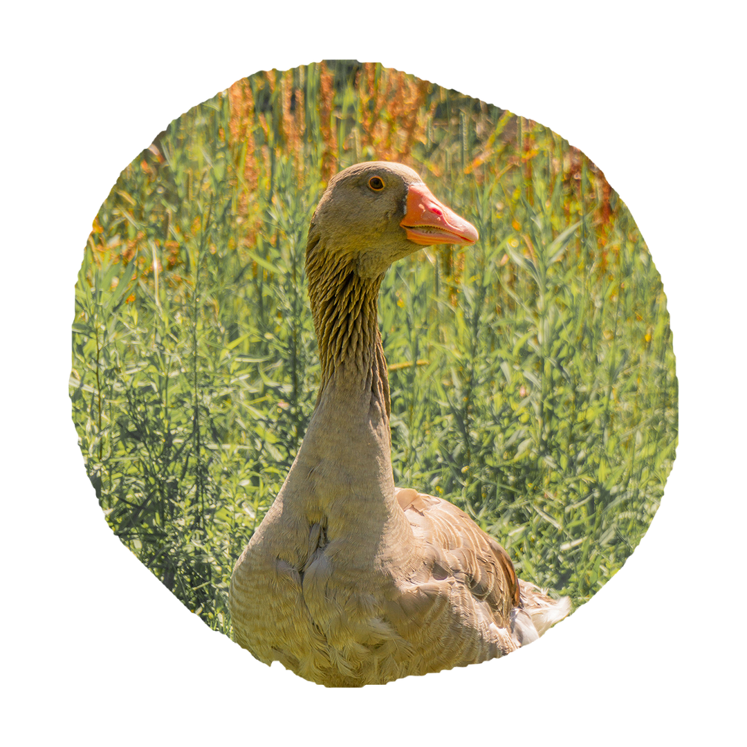 Meet the Animals | Woodstock Farm Sanctuary