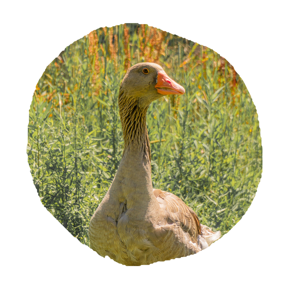 Meet the Animals | Woodstock Farm Sanctuary