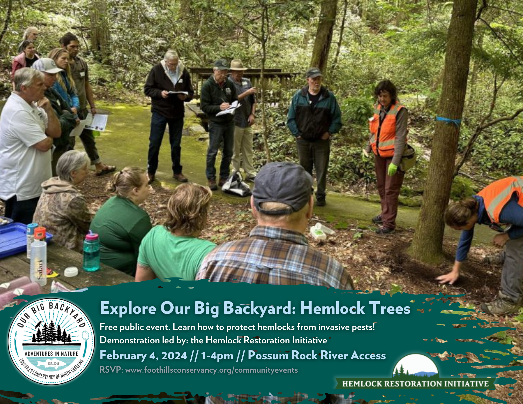 Explore Our Big Backyard: Hemlocks — Foothills Conservancy of NC