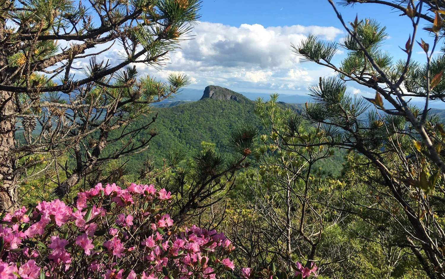 Foothills Conservancy