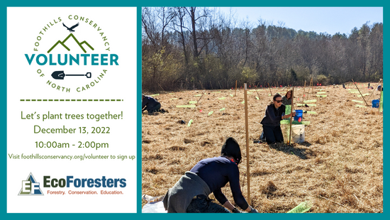 Volunteer Tree Planting! — Foothills Conservancy of NC