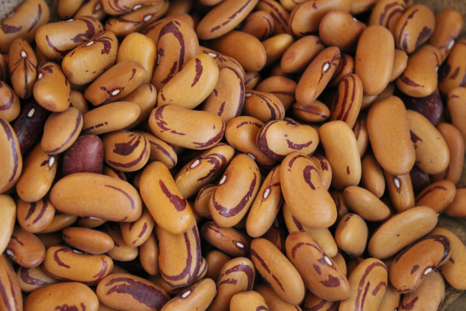 Polish Farmer: Heirloom Dry Beans and Produce