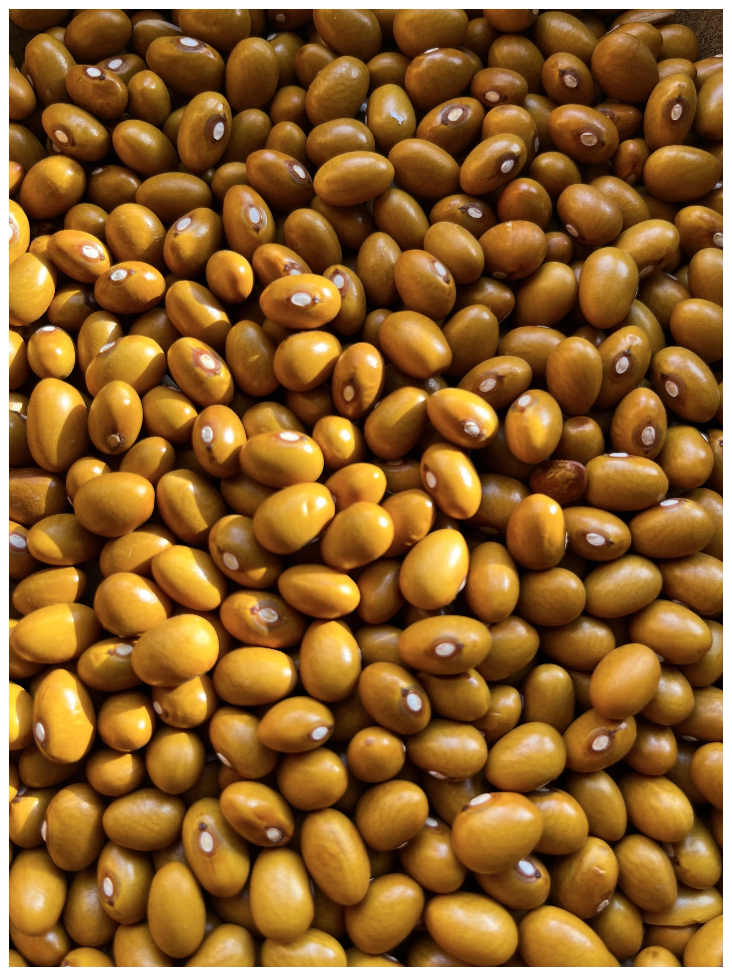 Polish Farmer: Heirloom Dry Beans and Produce