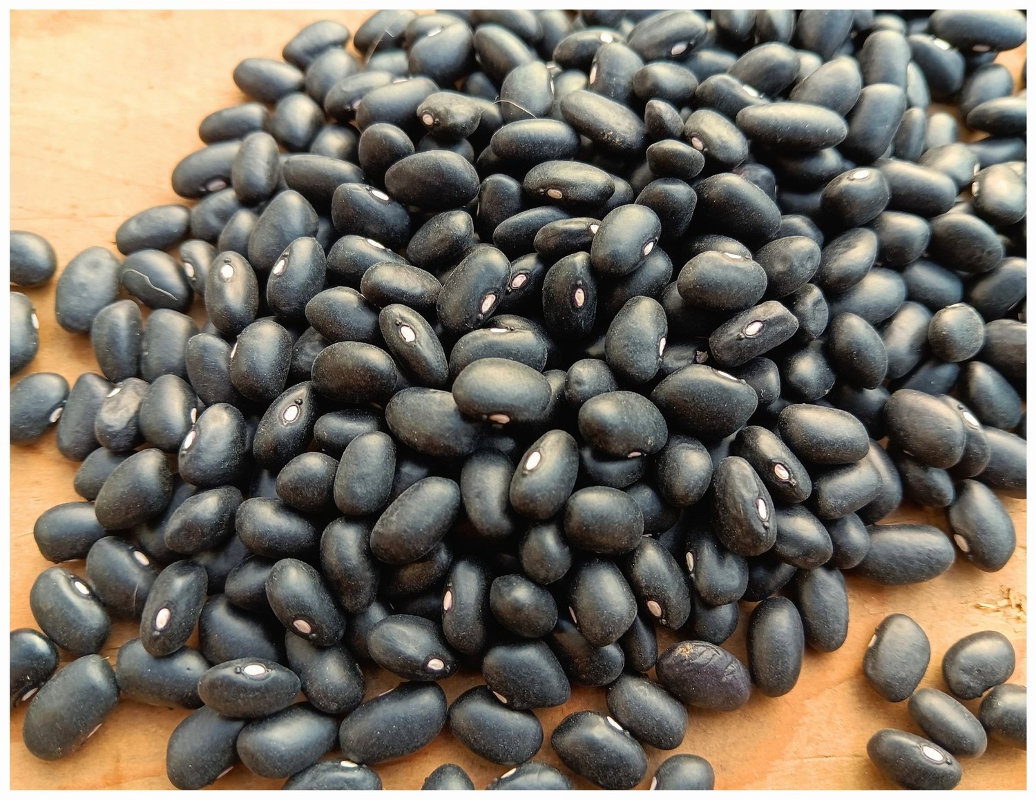 Polish Farmer: Heirloom Dry Beans and Produce