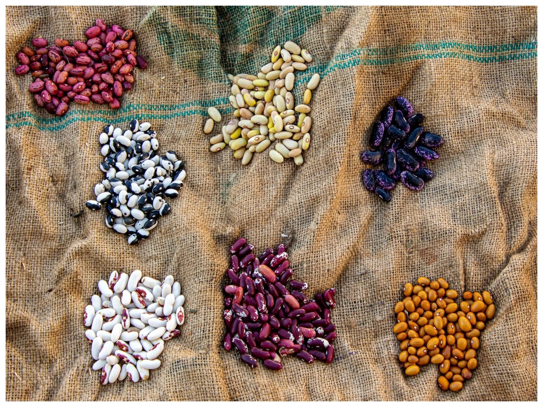 Polish Farmer: Heirloom Dry Beans and Produce