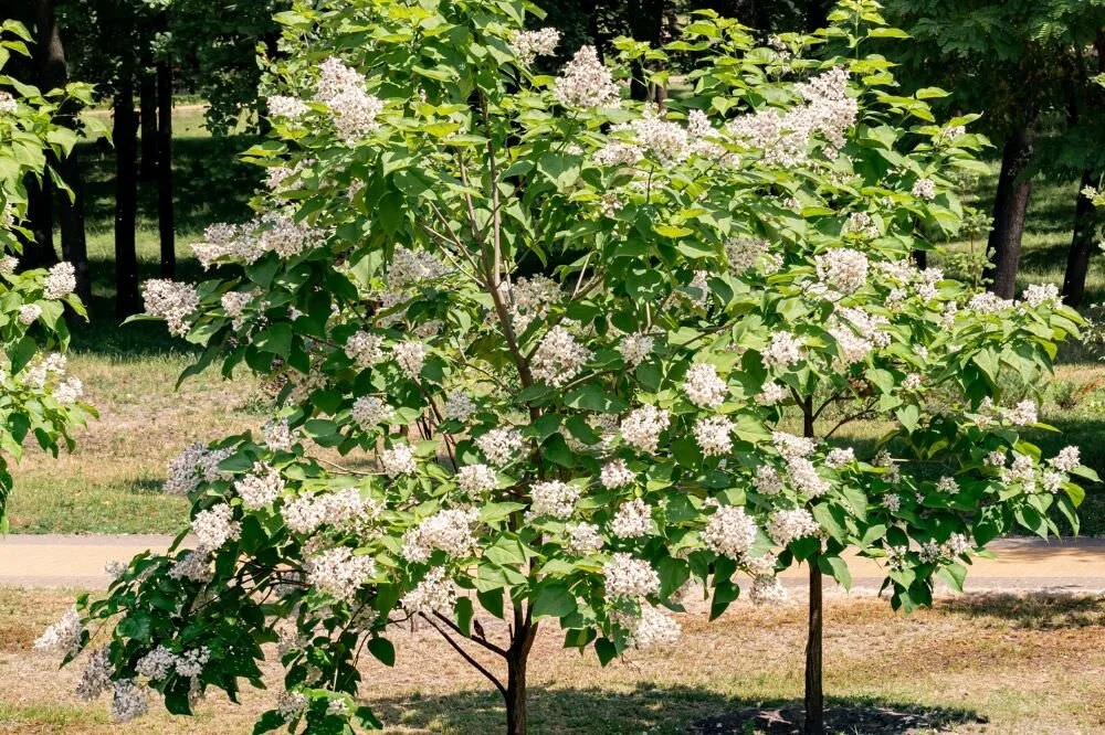 Varieties Of Catalpa Trees – Types Of Catalpa Tree For
