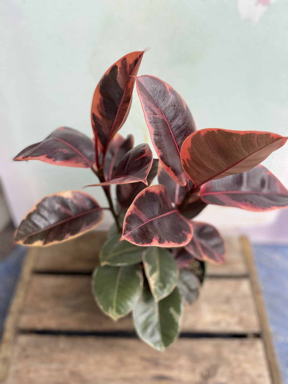 Rhaphidophora Tetrasperma, Monstera Minima *RARE* — The Tender Gardener