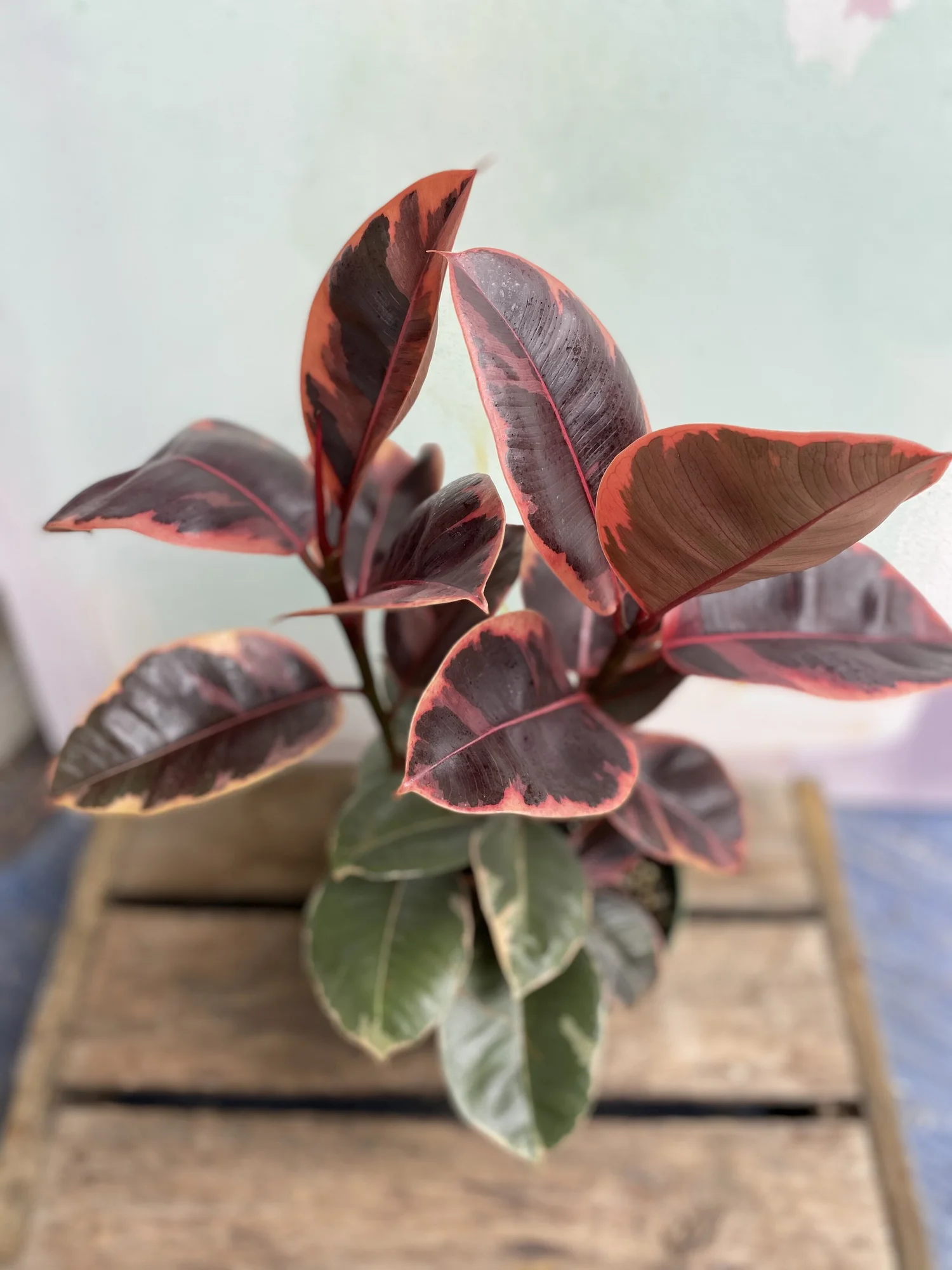 Ficus Repens, Creeping Fig — The Tender Gardener