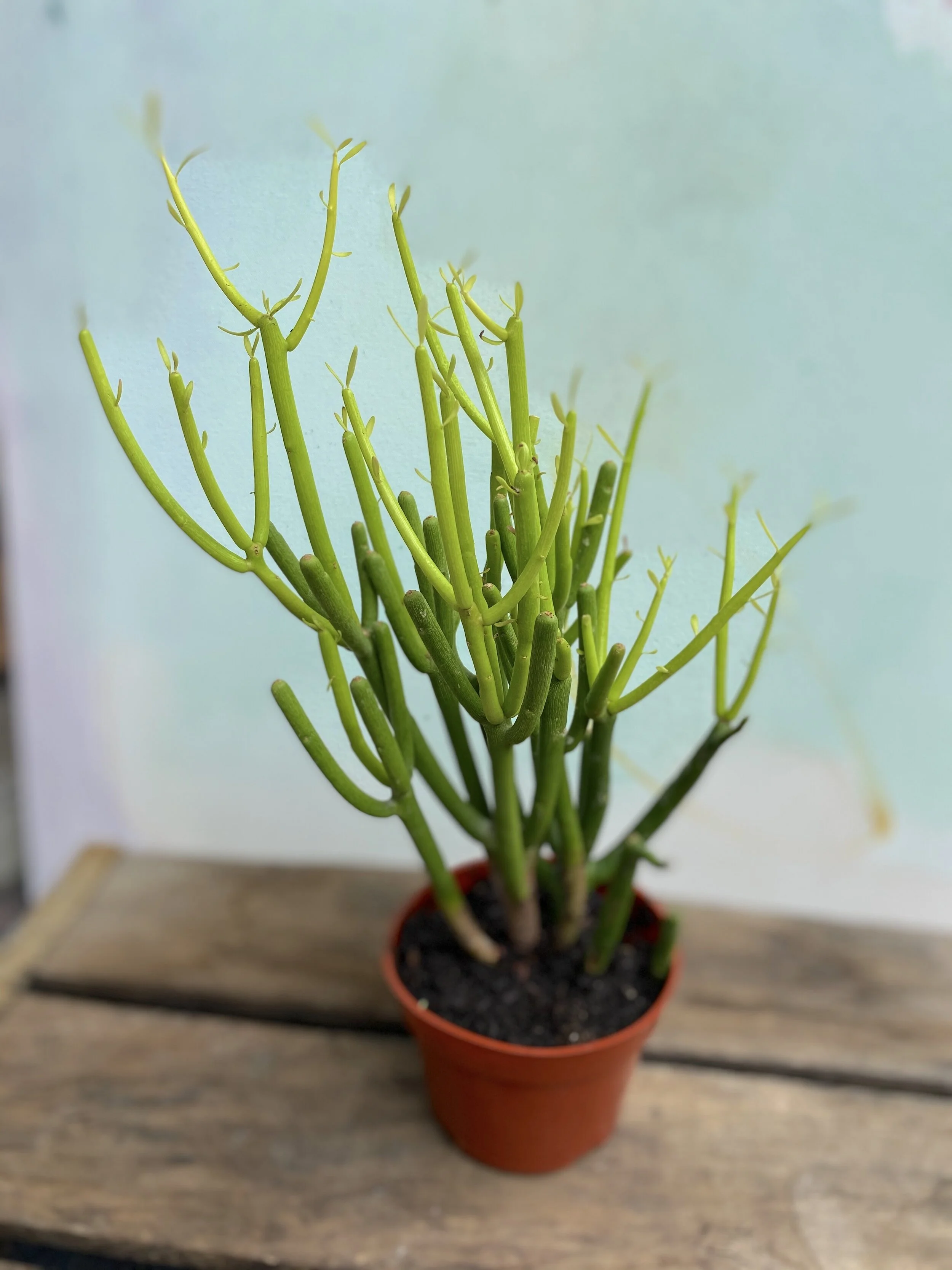 Bird of Paradise — The Tender Gardener