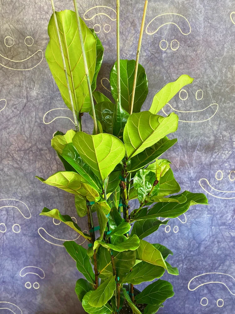 Peperomia Hope — The Tender Gardener