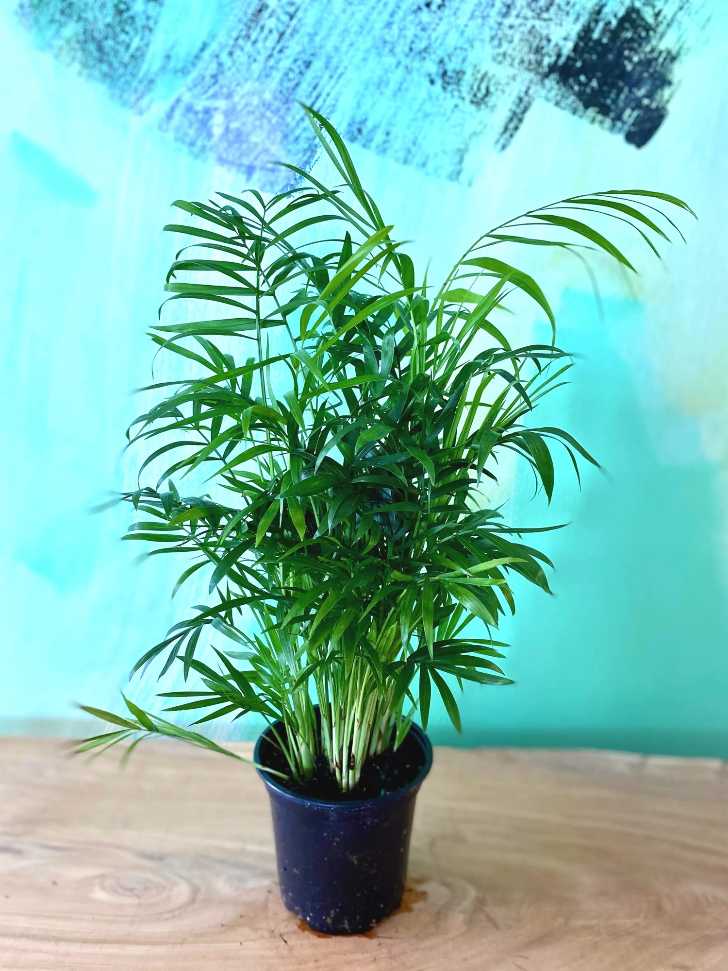 Maranta Red, Prayer Plant — The Tender Gardener