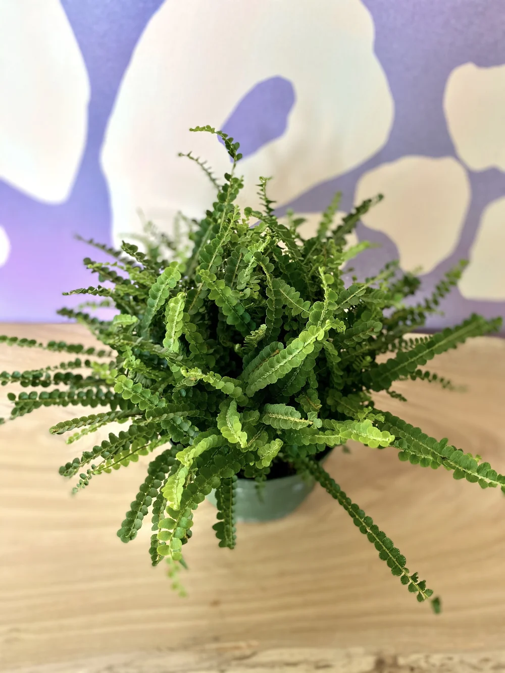 Lemon Button Fern