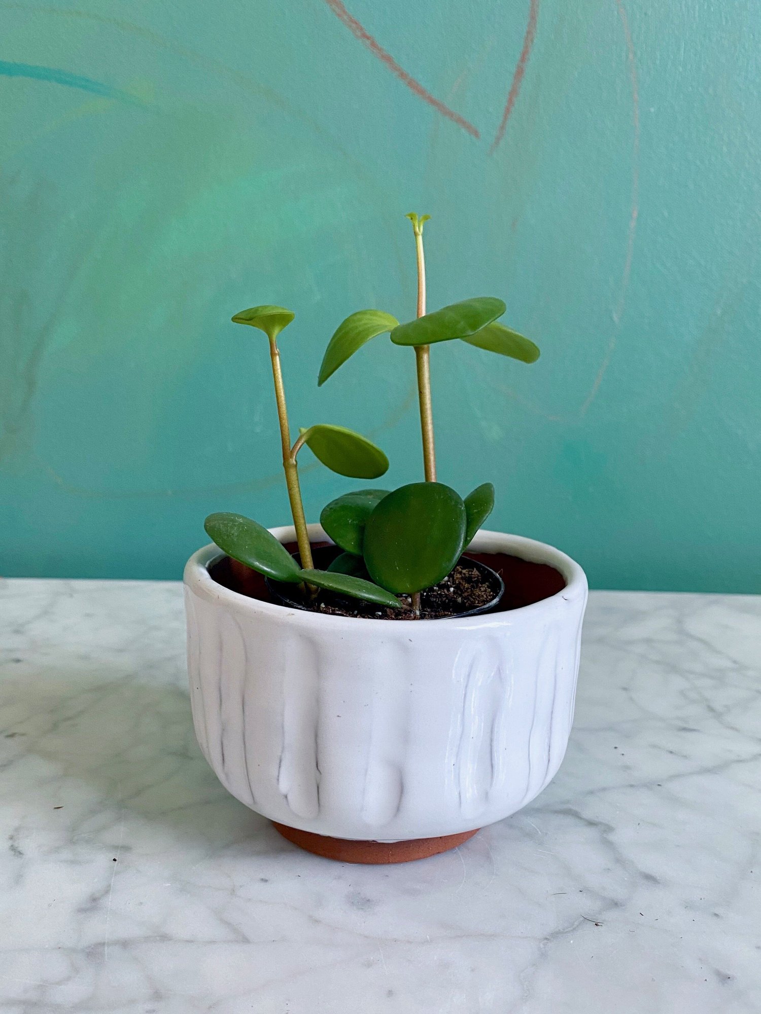 Maranta Red, Prayer Plant — The Tender Gardener