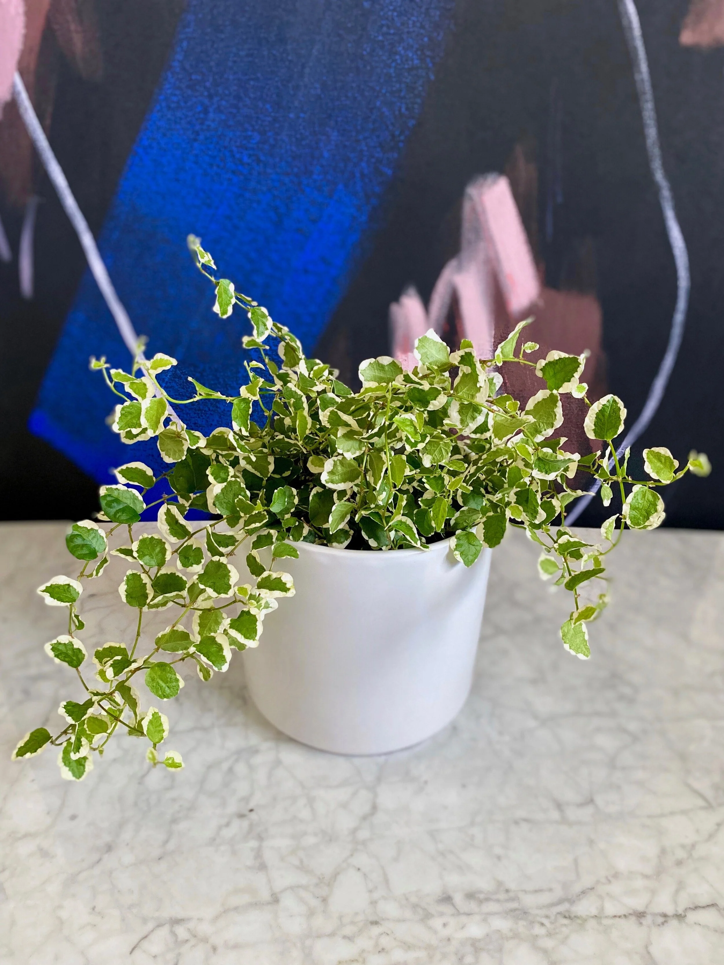 Dracaena Elegance — The Tender Gardener