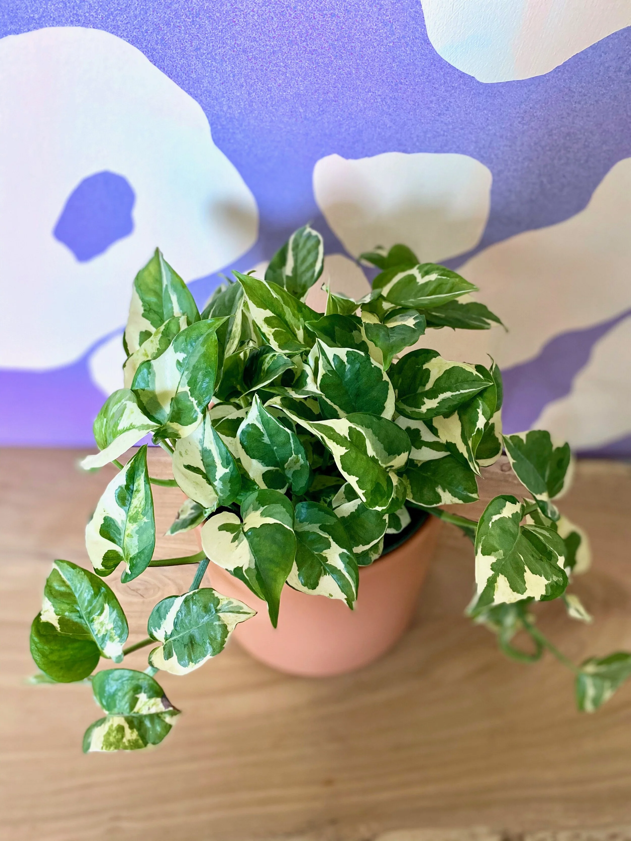 Philodendron Swiss Cheese — The Tender Gardener