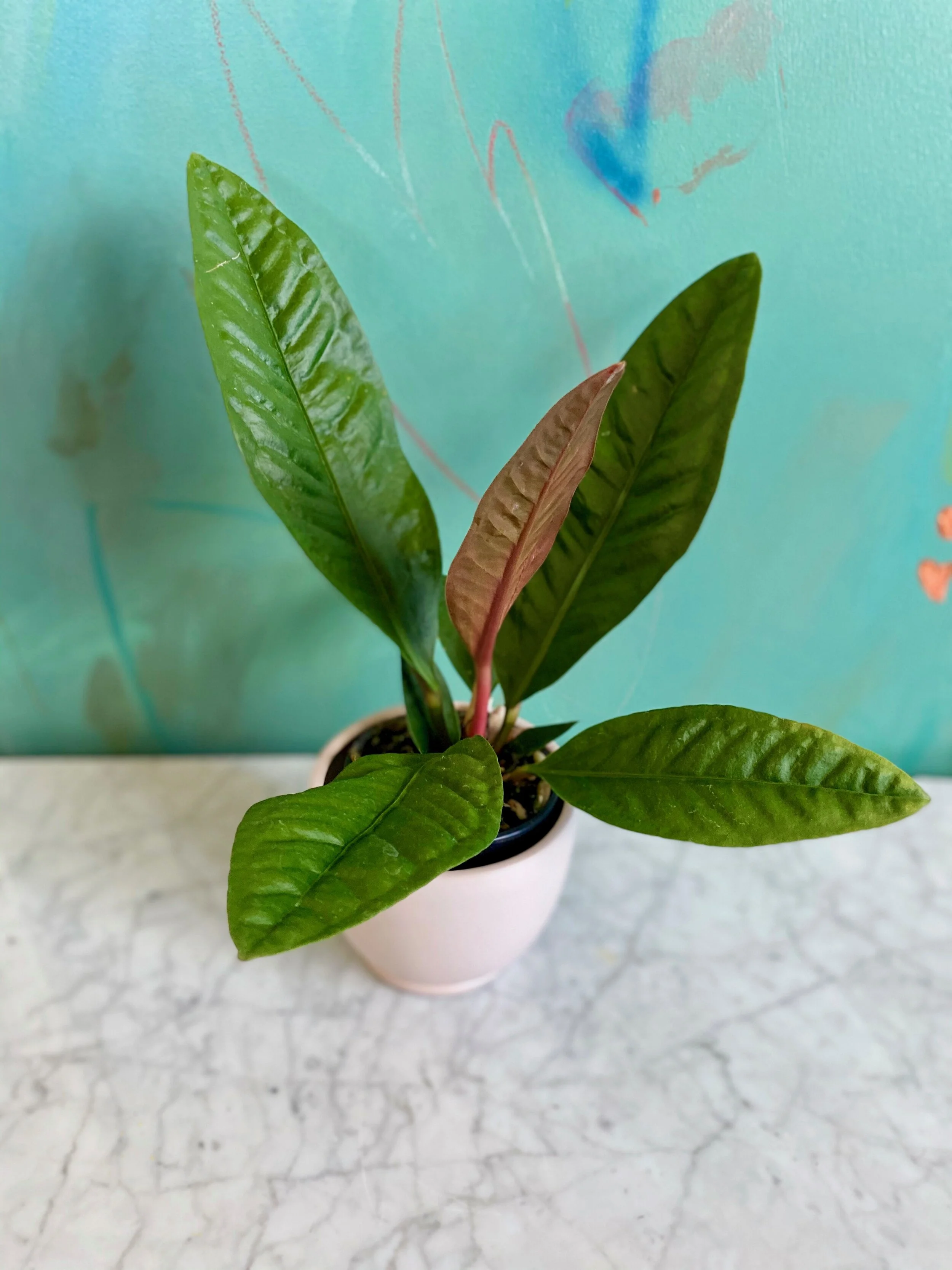 Maranta Red, Prayer Plant — The Tender Gardener